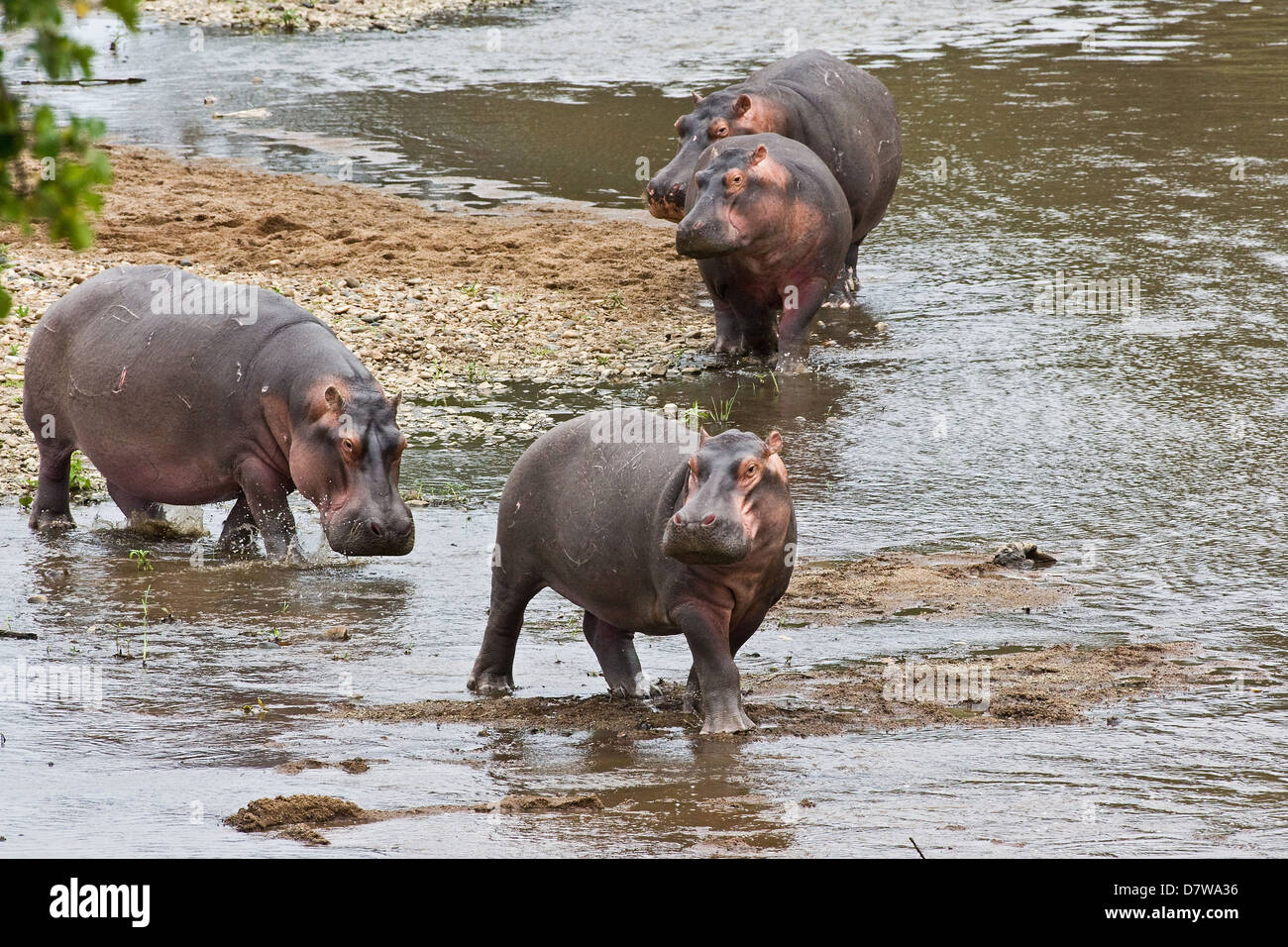 Hippos walking hi-res stock photography and images - Alamy