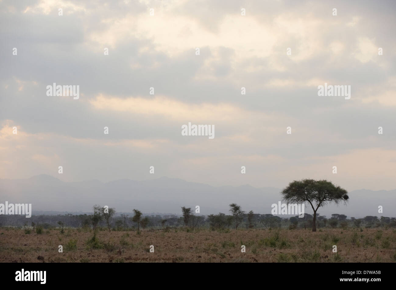 Desert habitat landscape scene hi-res stock photography and images - Alamy