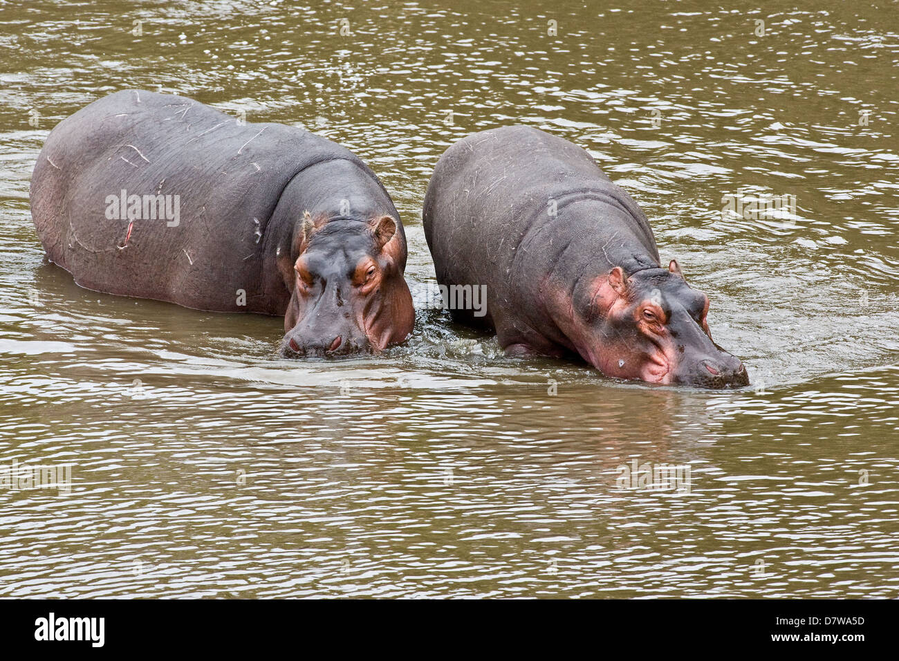 Wild hippos hi-res stock photography and images - Alamy