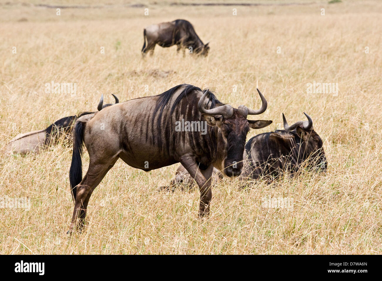 4 wildebeest hi-res stock photography and images - Alamy