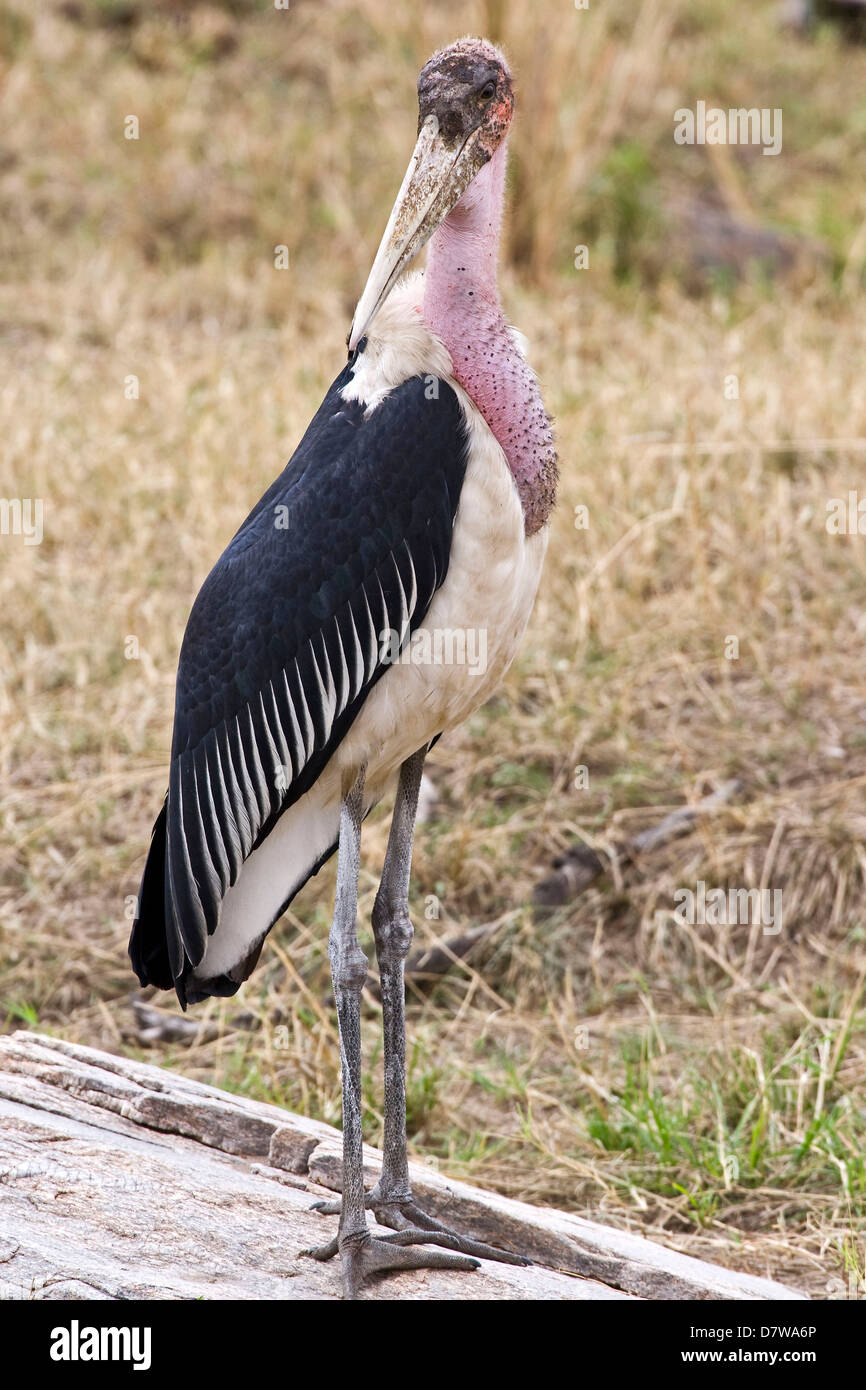 marabou Stock Photo - Alamy