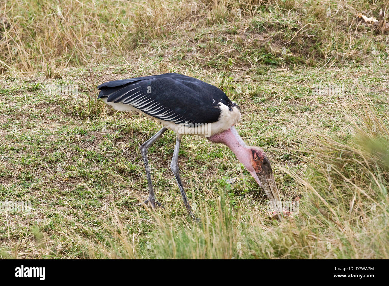 Marabou stork side profile hi-res stock photography and images - Alamy
