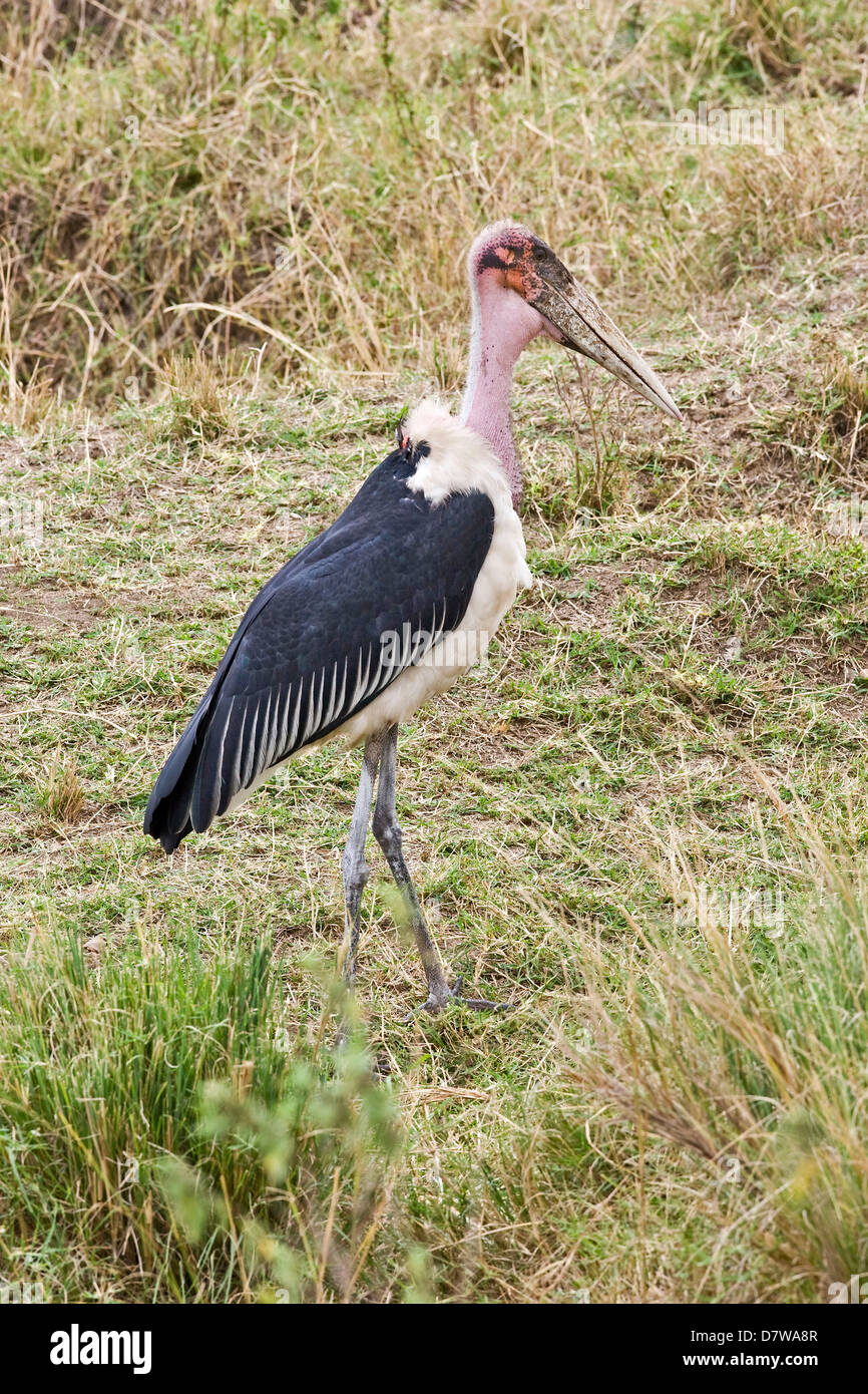 Marabous hi-res stock photography and images - Alamy