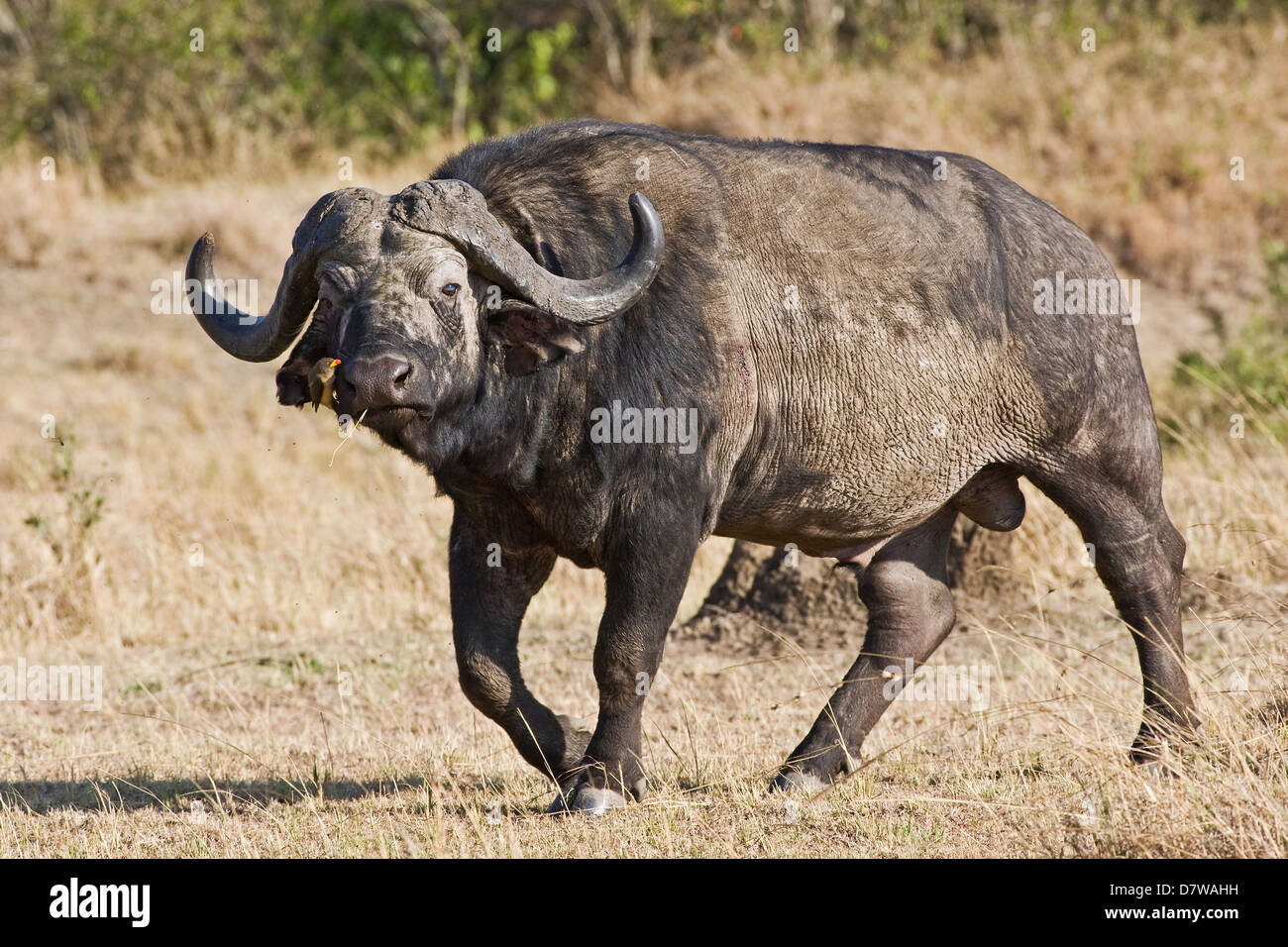 Adult cape buffalo walking hi-res stock photography and images - Alamy