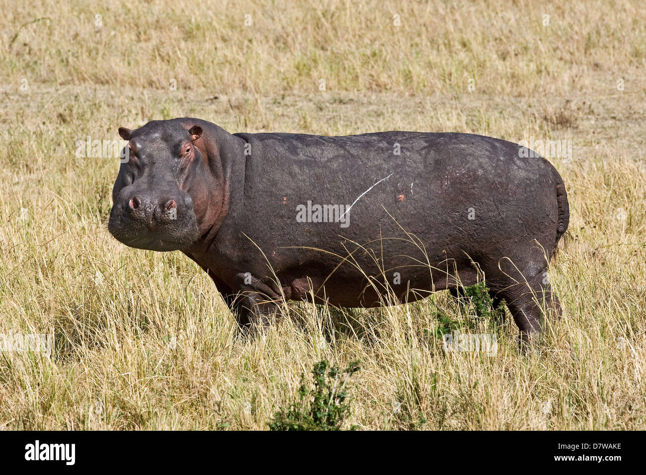 Hippos eye hi-res stock photography and images - Alamy