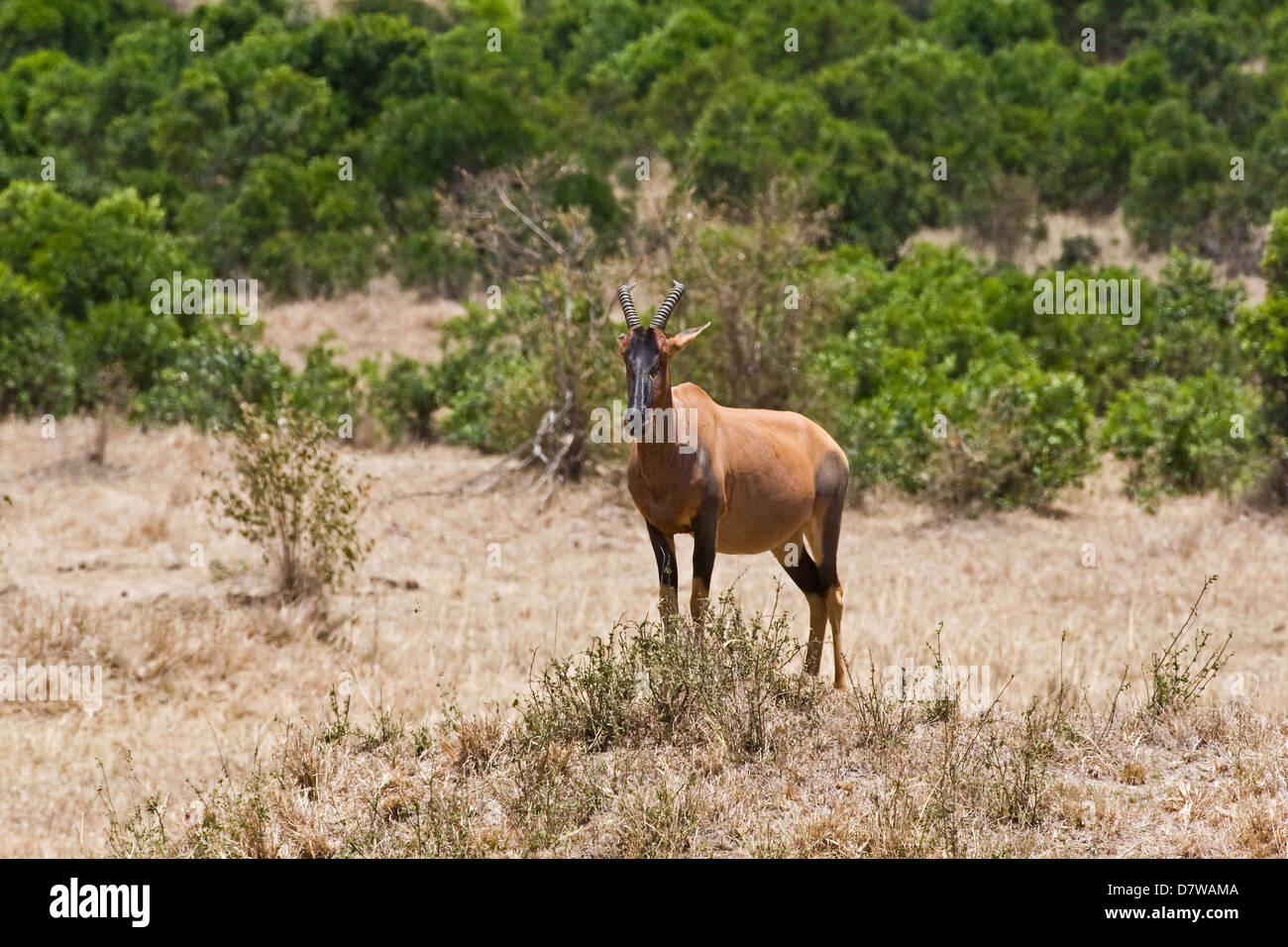 Common tsessebe hi-res stock photography and images - Alamy