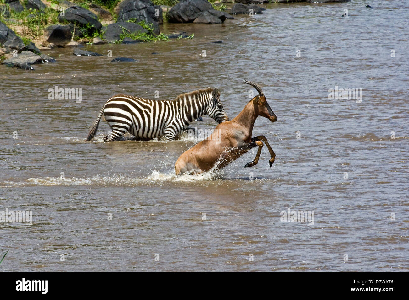 common tsessebe and zebra Stock Photo - Alamy