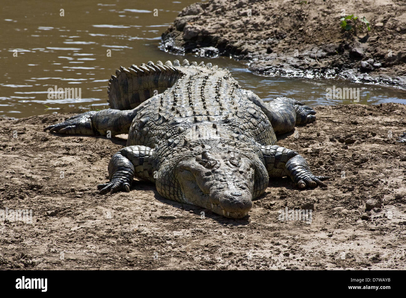 Nile crocodile crocodiles hi-res stock photography and images - Alamy