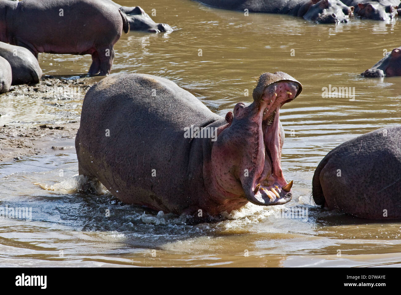 Angry hippos hi-res stock photography and images - Alamy