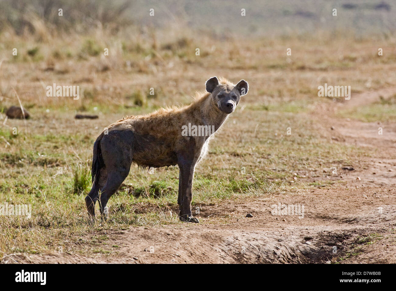 Side view spotted hyena standing hi-res stock photography and images ...