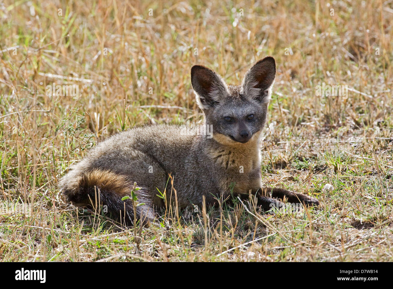 Kenya bat eared foxes hi-res stock photography and images - Alamy