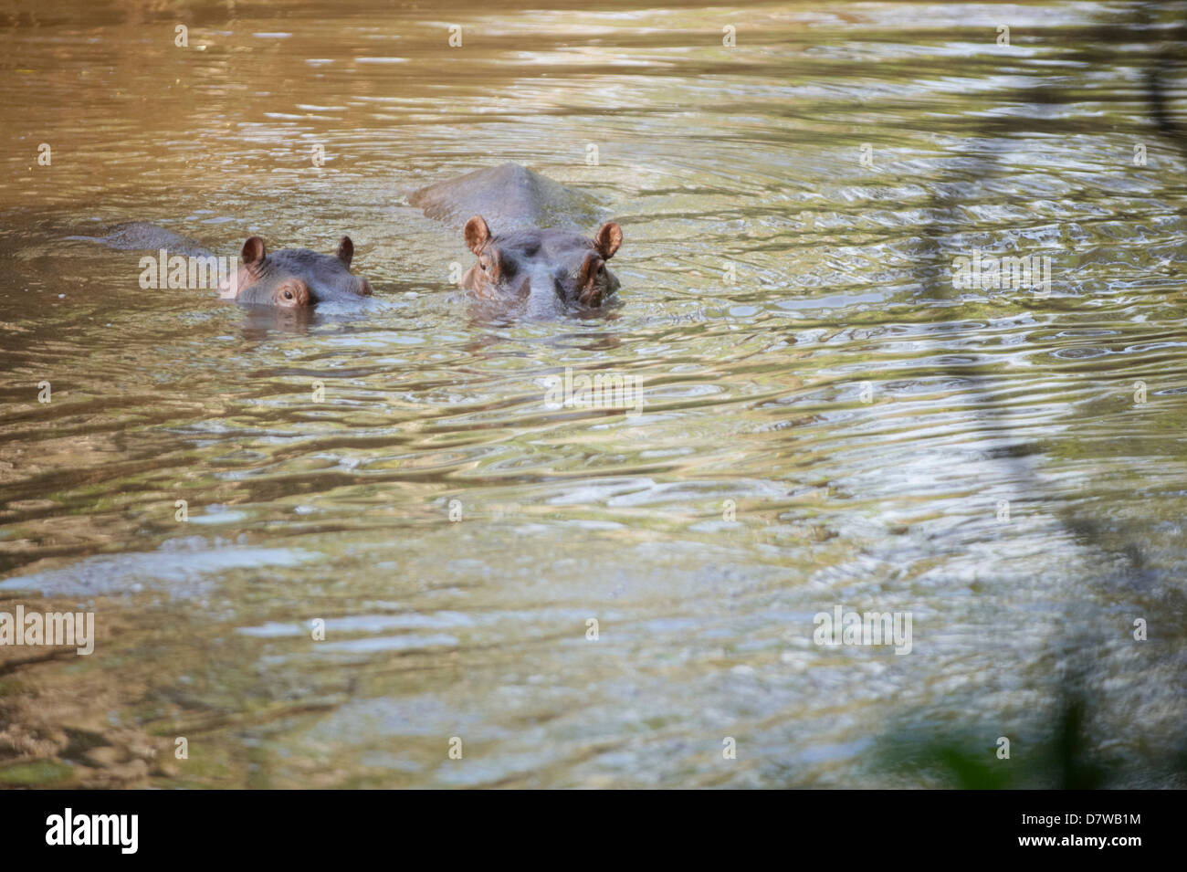 Two hippopotamus (Hippopotamus amphibius) in lake, Meru National Park ...