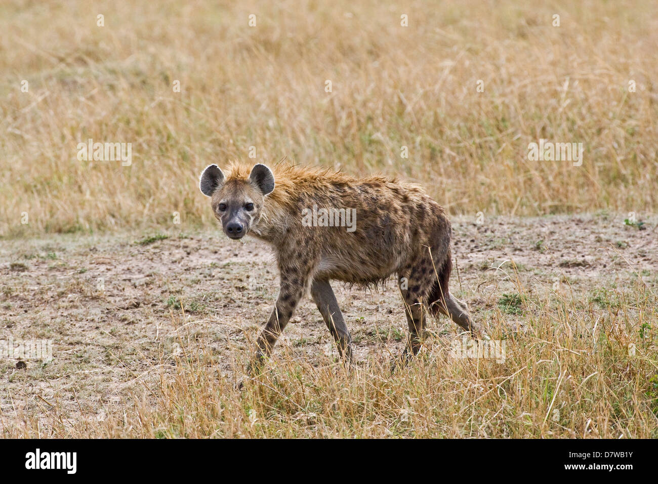 Hyena walk hi-res stock photography and images - Alamy