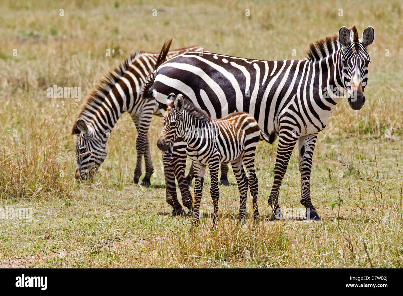 Baby zebra feed hi-res stock photography and images - Alamy