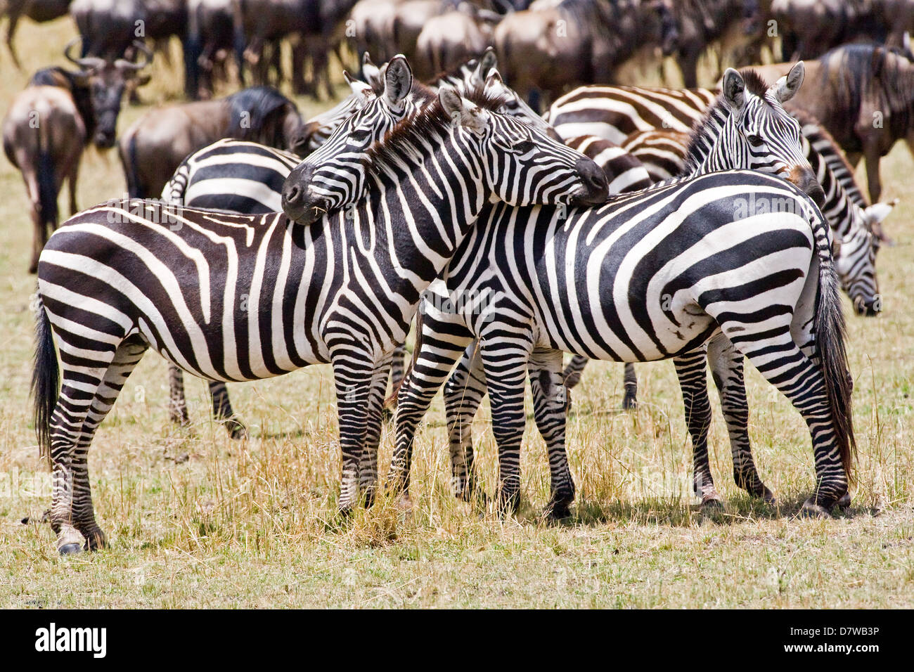 African antelope and zebras hi-res stock photography and images - Alamy