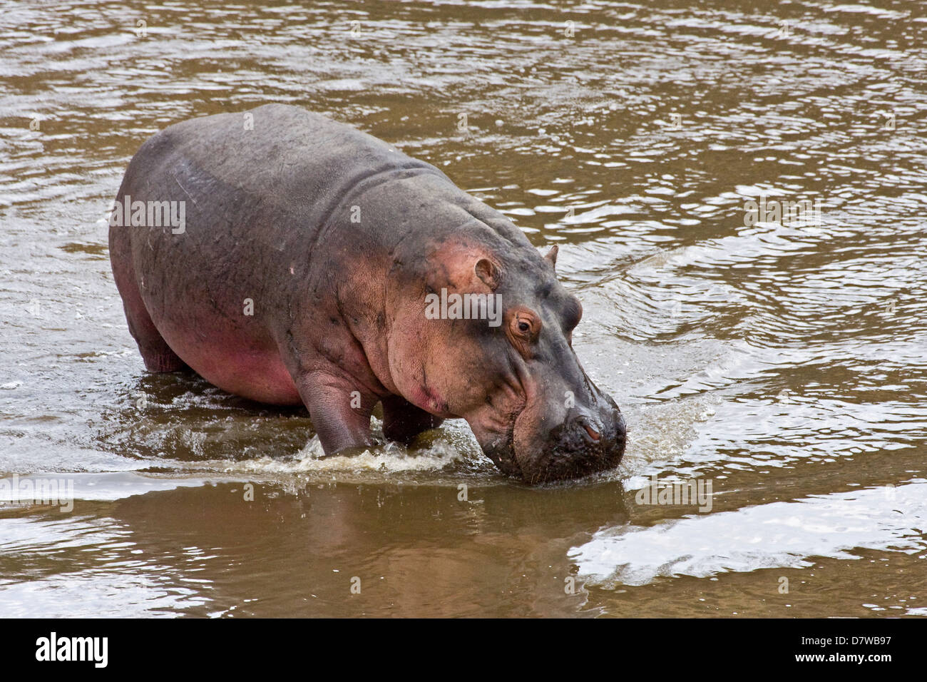 Hippos walking hi-res stock photography and images - Alamy