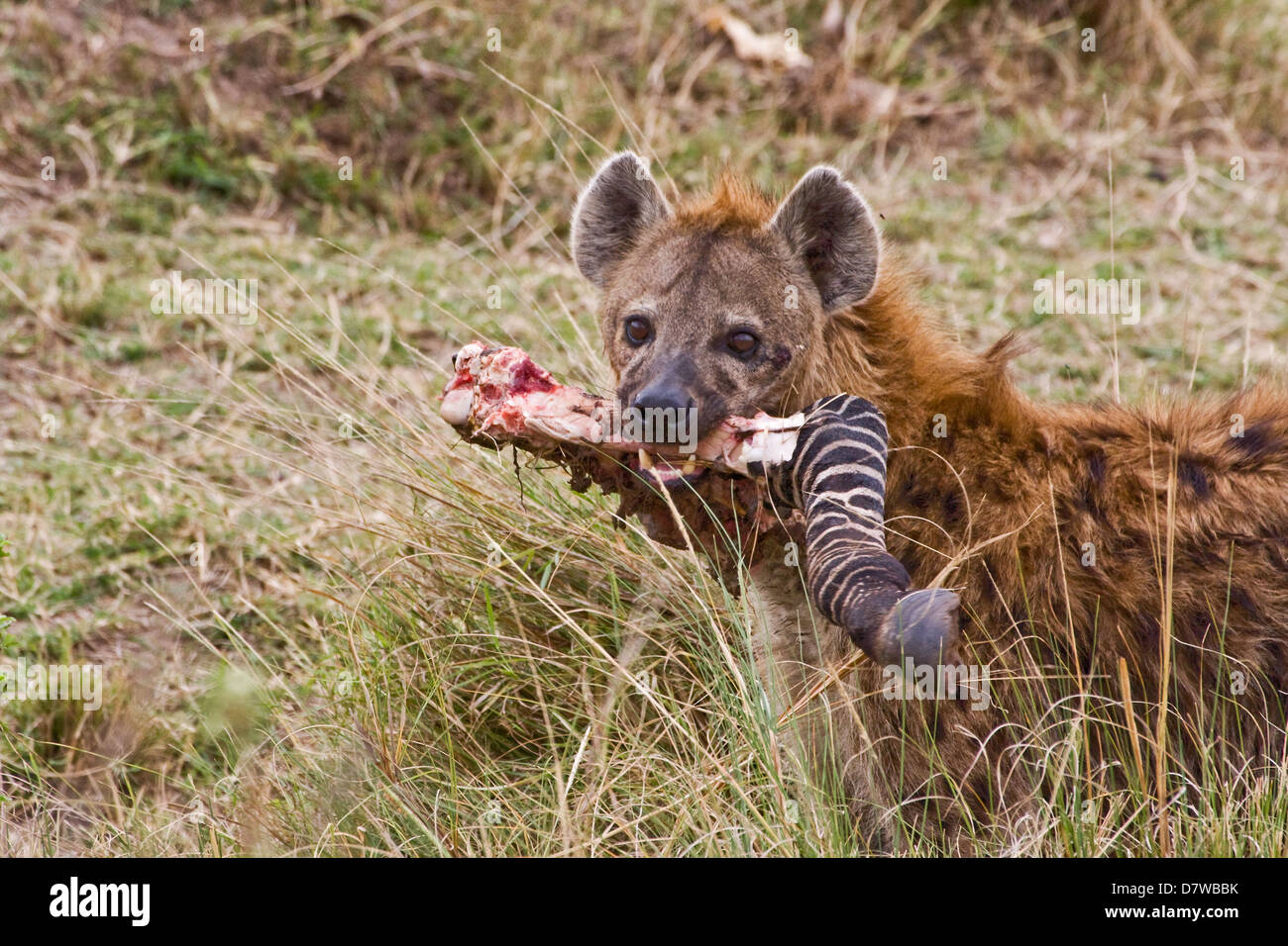 Striped Hyena Eating