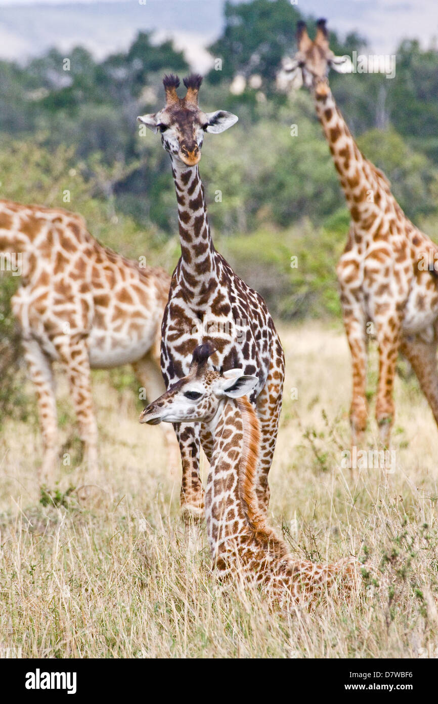 Frontal and side view of giraffe hi-res stock photography and images ...