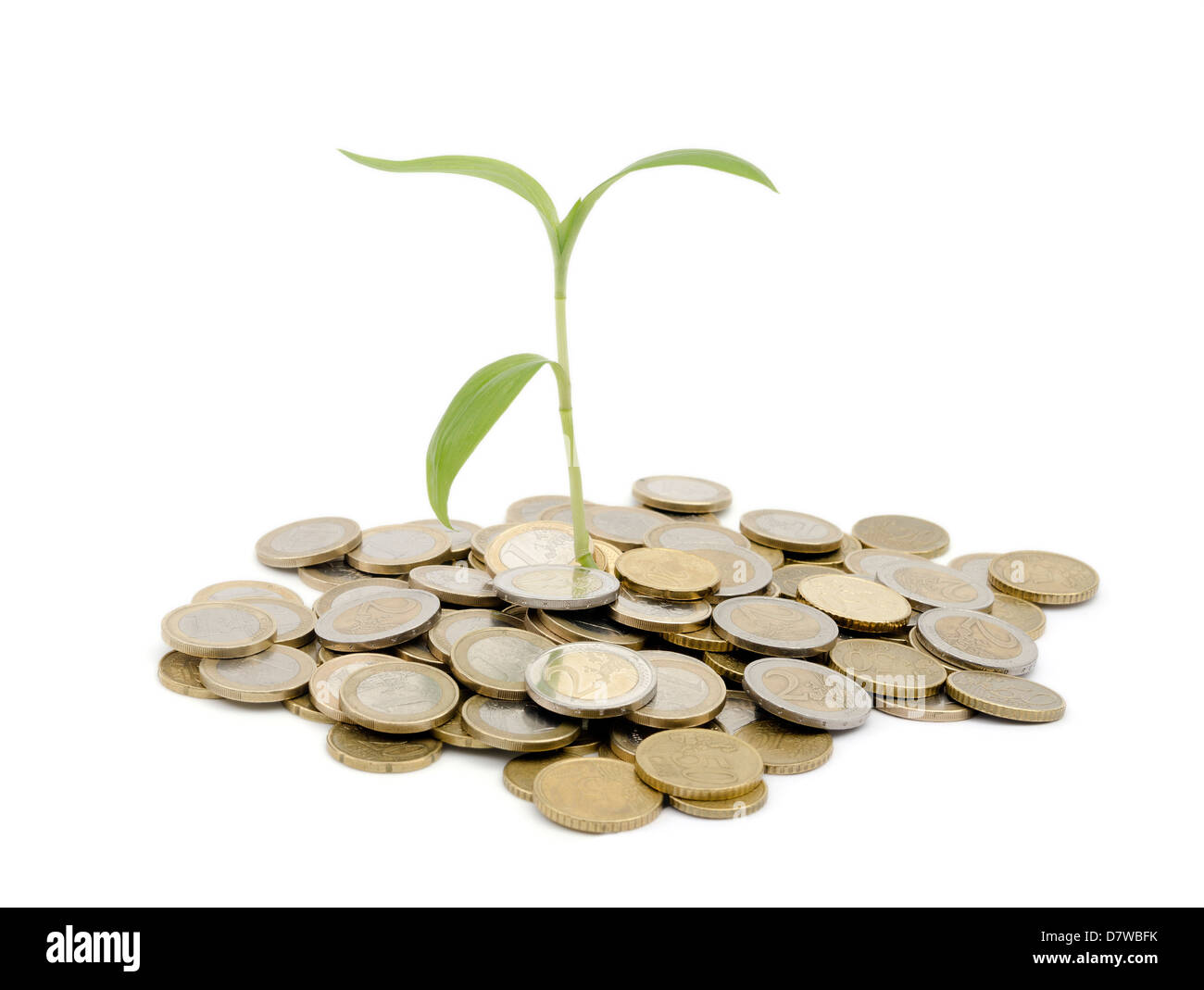 Gold coin plant hi-res stock photography and images - Alamy