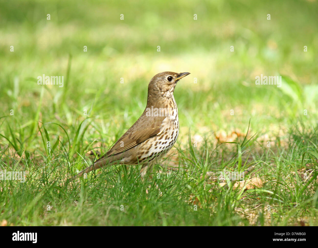 Song Thrush sitting in green grass Stock Photo - Alamy