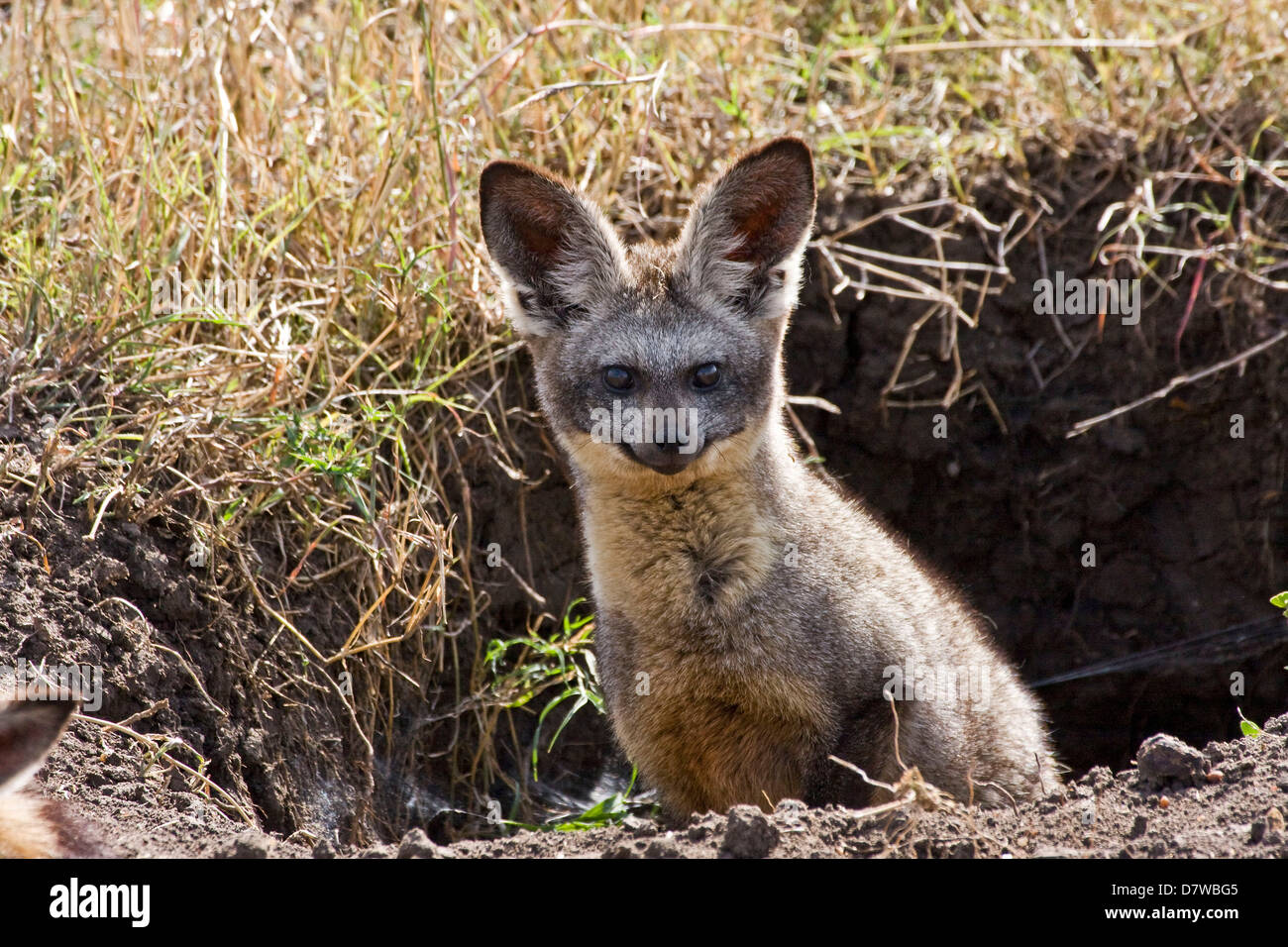 Kenya bat eared foxes hi-res stock photography and images - Alamy