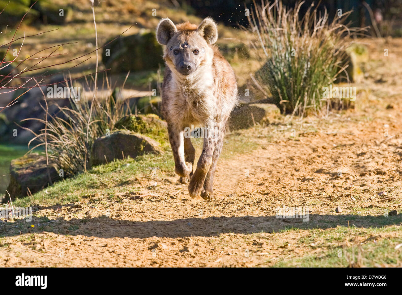 Spotted hyenas running hi-res stock photography and images - Alamy