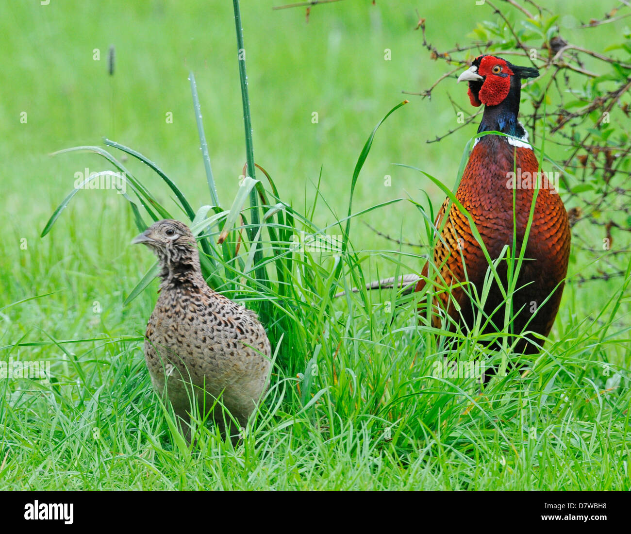 A breeding pair of Pheasant - cock and hen Stock Photo - Alamy