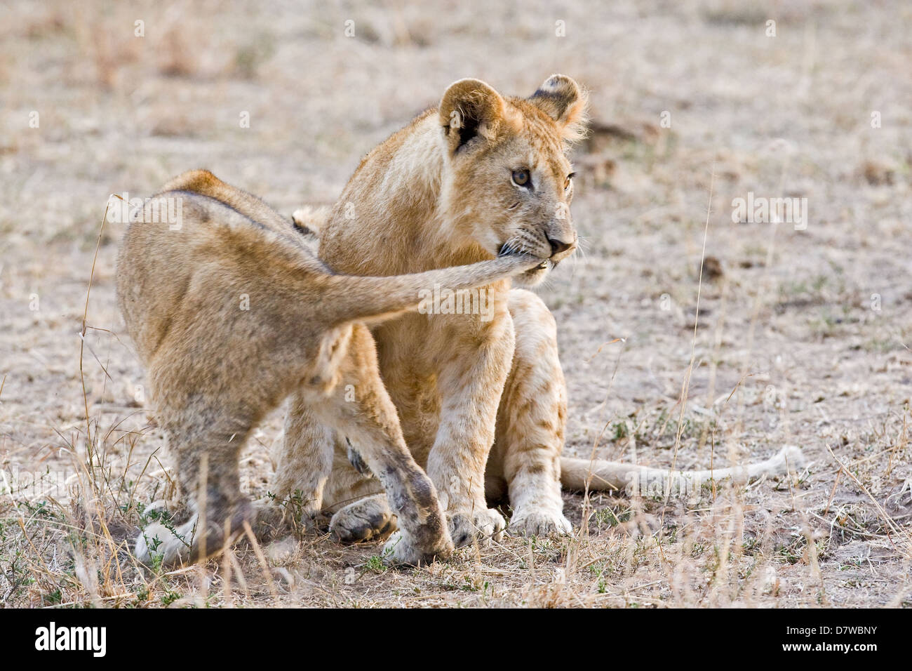 Lion with 2 tails hi-res stock photography and images - Alamy