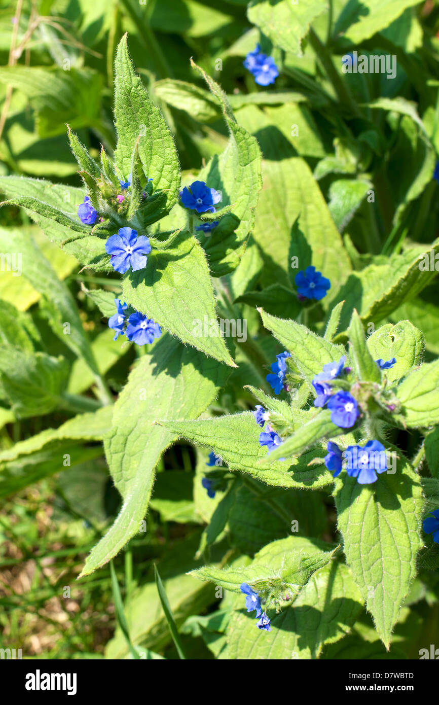 "Veronica chamaedrys" "Germander Speedwell" flowers growing wild in a ...