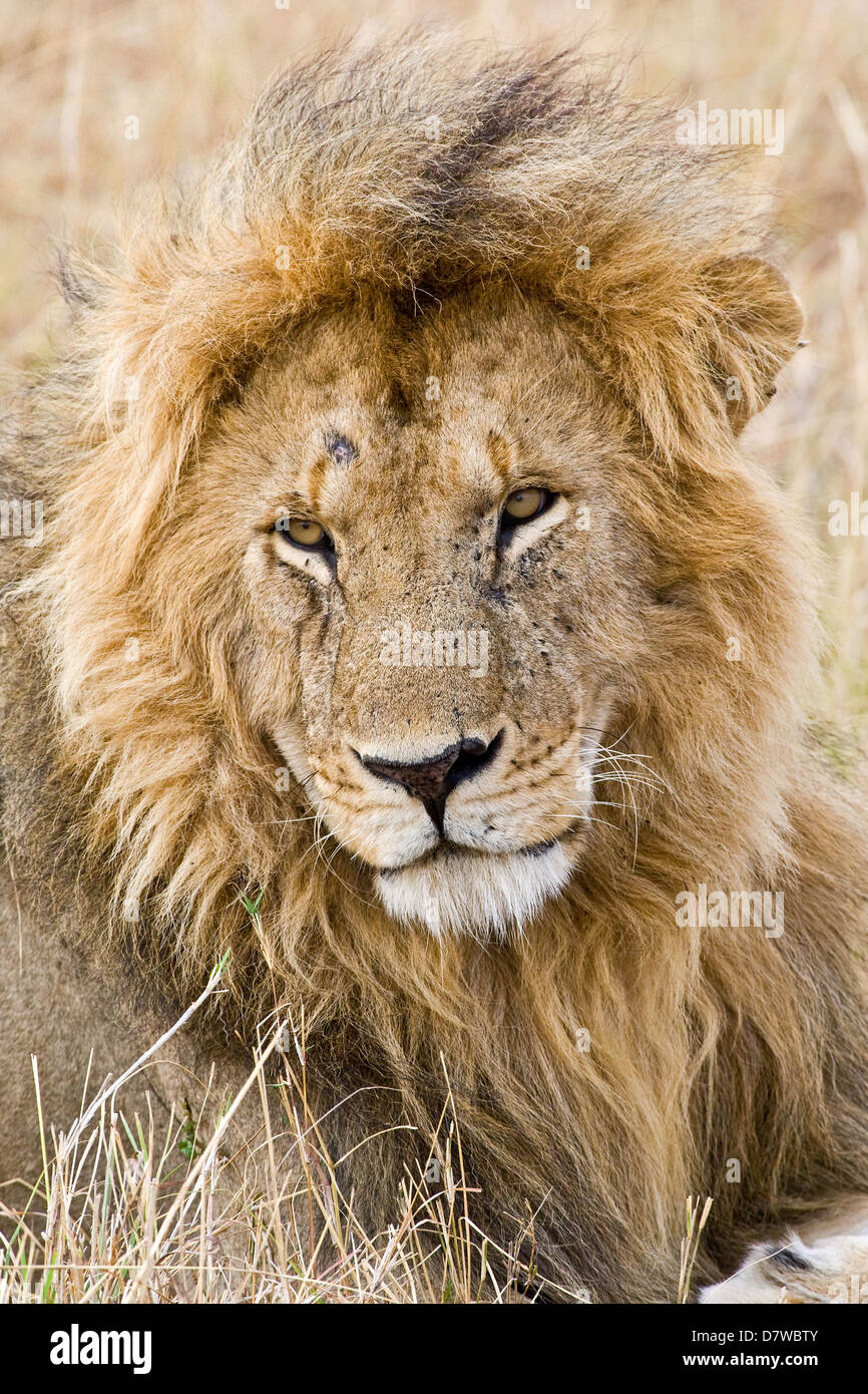 Male lions heads hi-res stock photography and images - Alamy