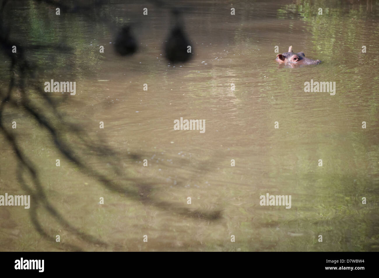 Hippopotamus (Hippopotamus amphibius) in lake, Meru National Park ...
