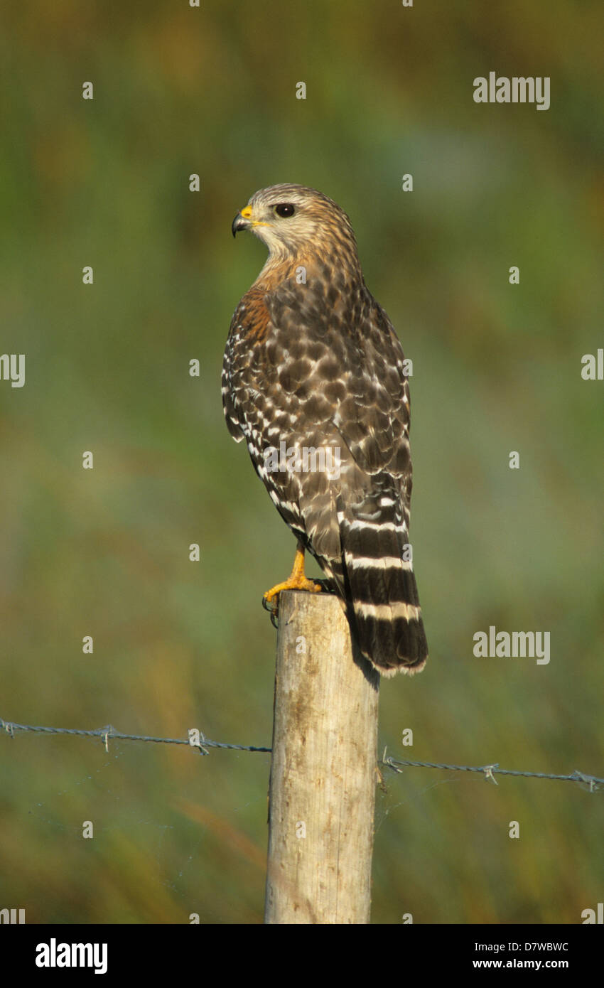 Red shouldered buzzard hi-res stock photography and images - Alamy