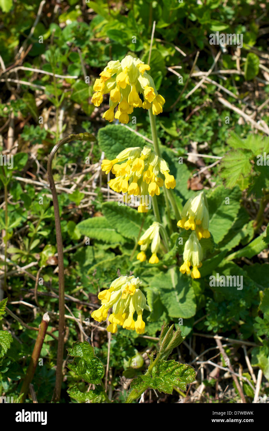 "Primula veris" Cowslip flowers growing wild in a woodland hedgerow in ...