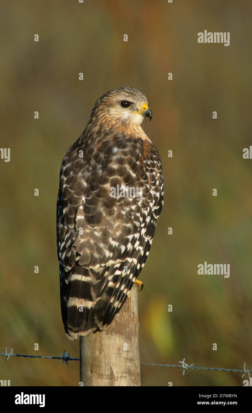 RED-SHOULDERED HAWK (Buteo lineatus) Everglades National Park Florida ...