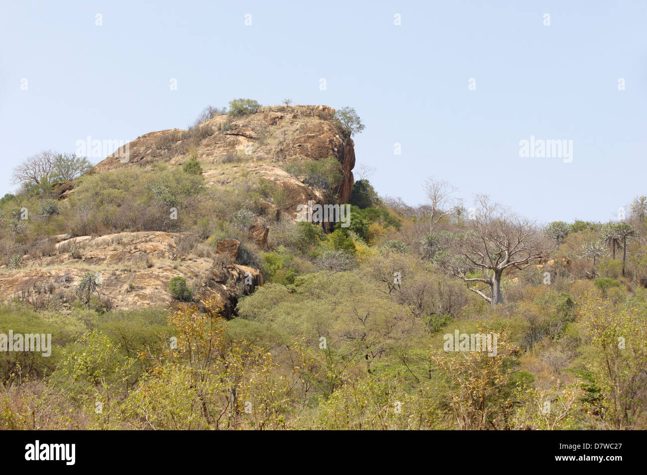 Baobab (Adansonia) tree in landscape, Meru National Park, Kenya Stock ...