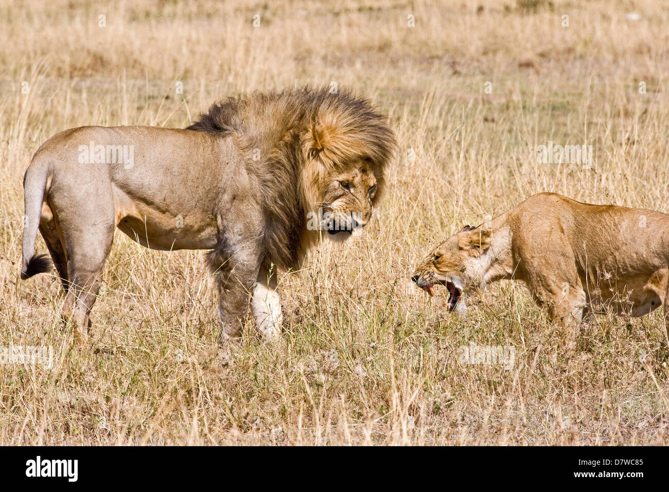 Angry Lions Stock Photos & Angry Lions Stock Images - Alamy