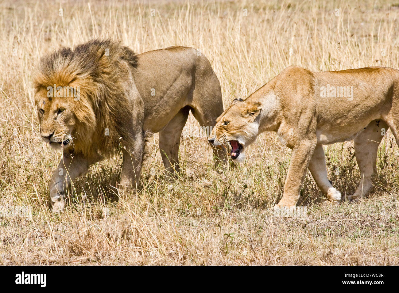 Two male lions walking side hi-res stock photography and images - Alamy