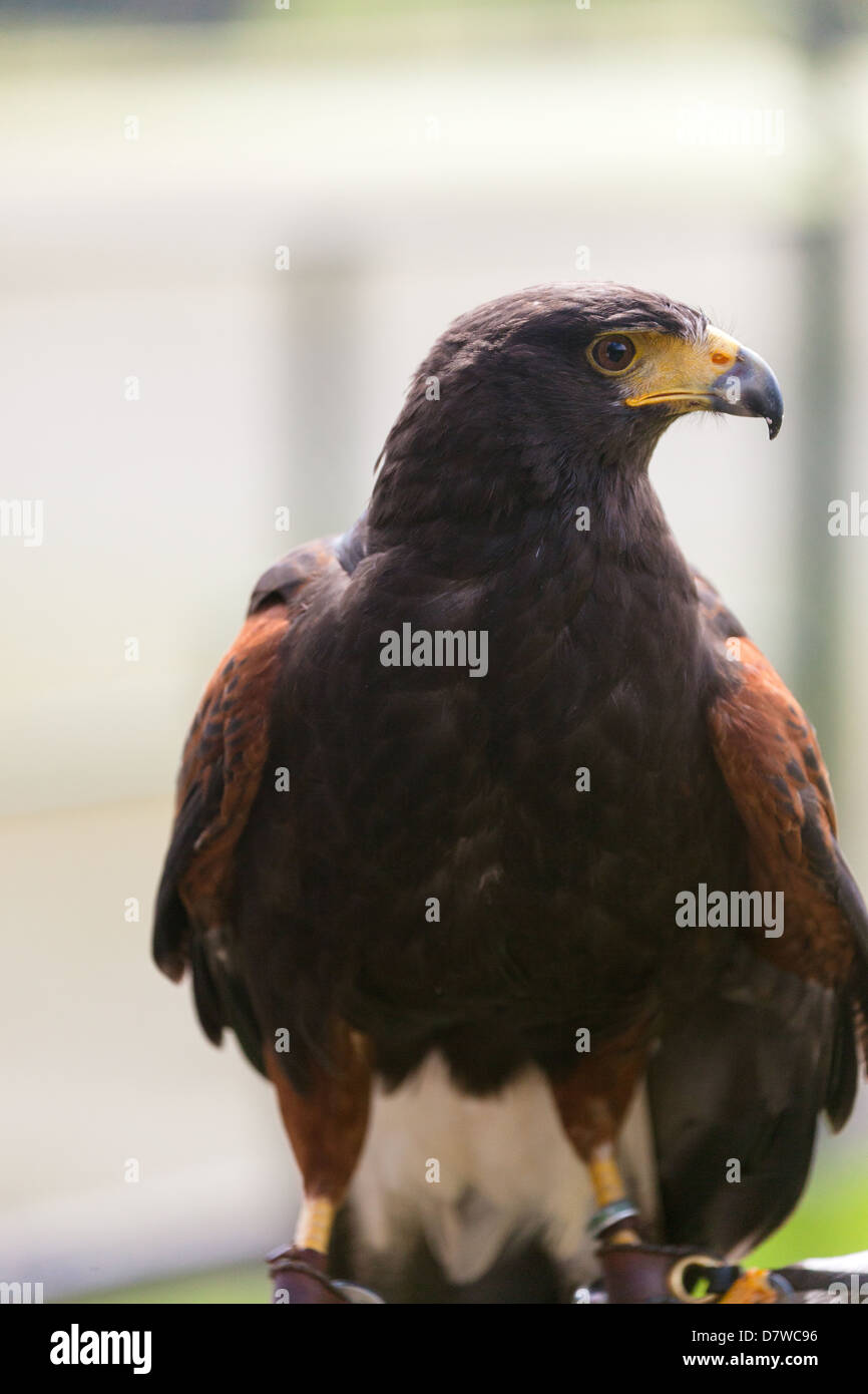 Golden eagles scotland hi-res stock photography and images - Alamy