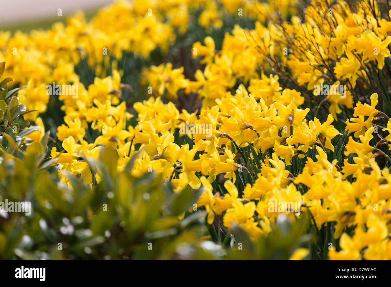 Scottish springtime flowers hi-res stock photography and images - Alamy