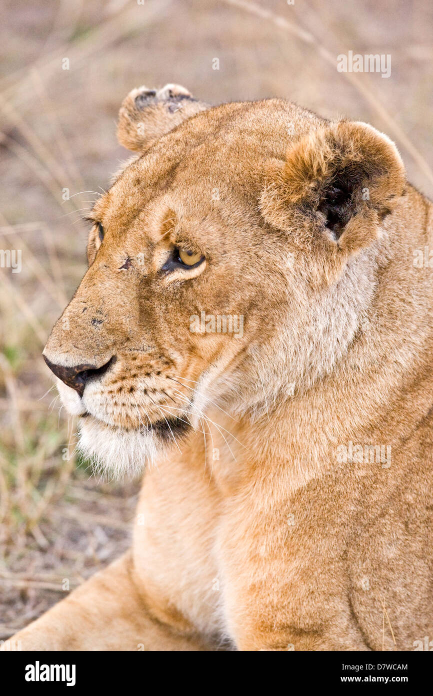 Lion and lioness heads hi-res stock photography and images - Alamy