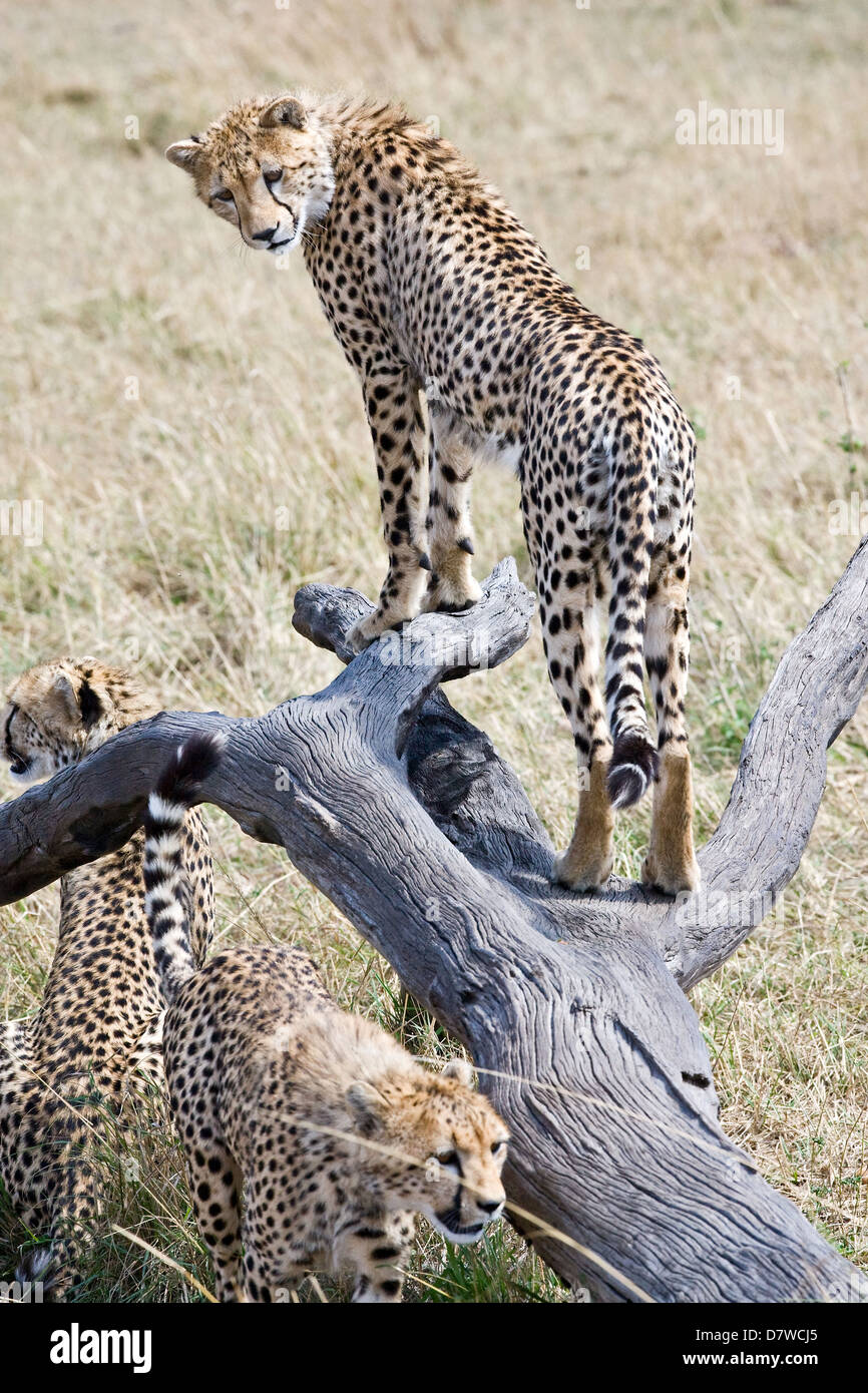 Cheetahs standing hi-res stock photography and images - Alamy