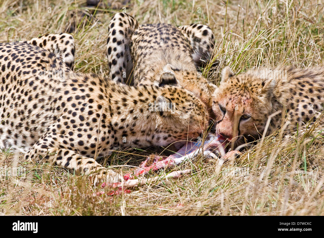 Cheetahs eating the prey hi-res stock photography and images - Alamy