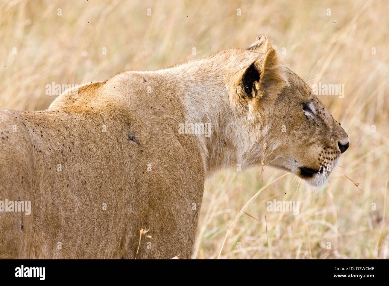 Lioness side profile wild hi-res stock photography and images - Alamy