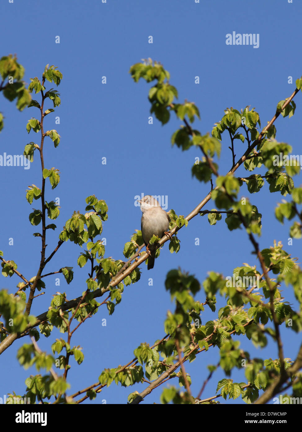 Pulborough brooks uk reserve hi-res stock photography and images - Alamy