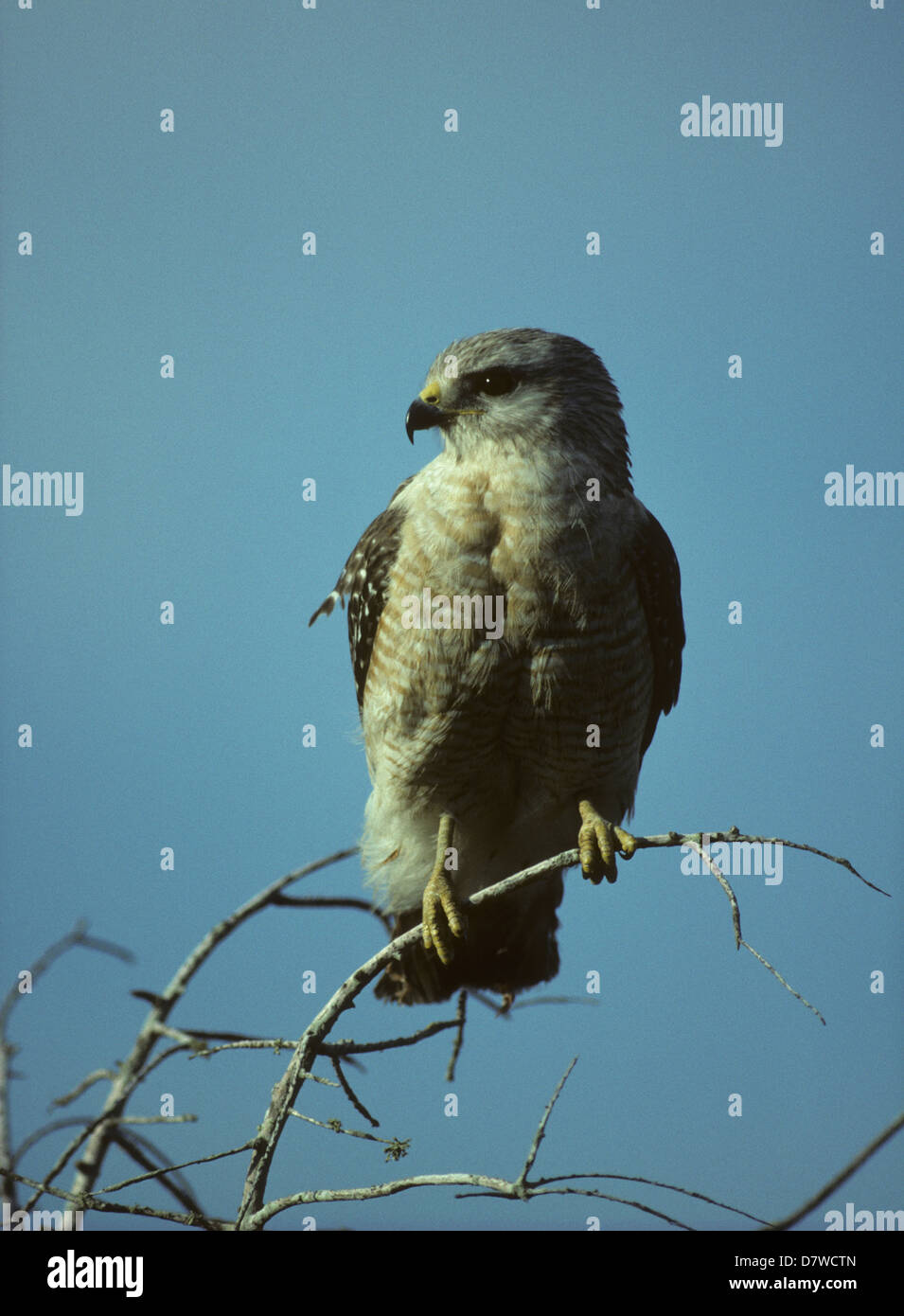 Red shouldered buzzard hi-res stock photography and images - Alamy