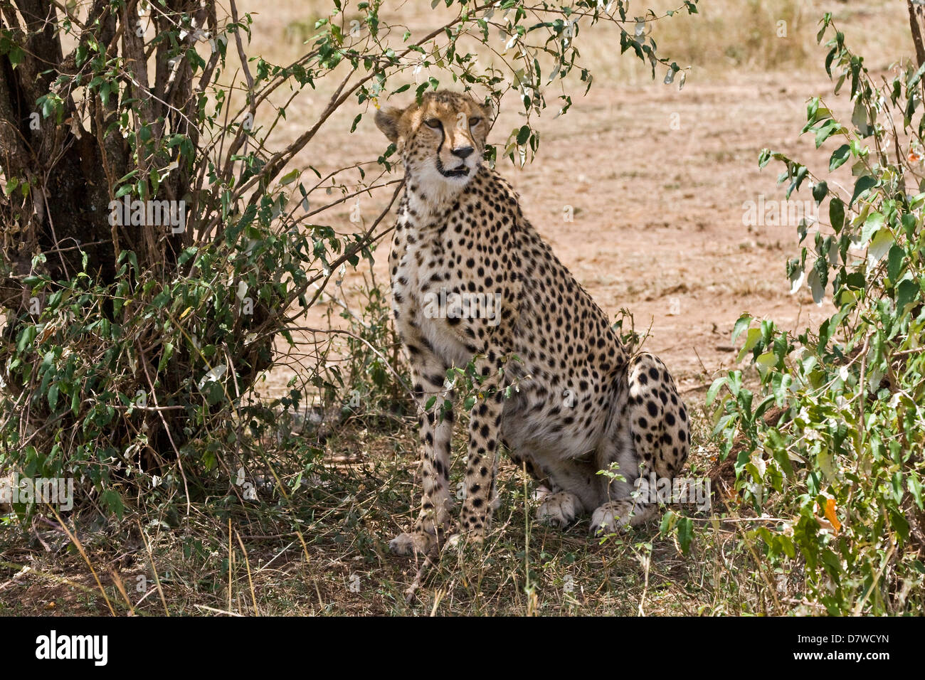 Cheetah shadow hi-res stock photography and images - Alamy