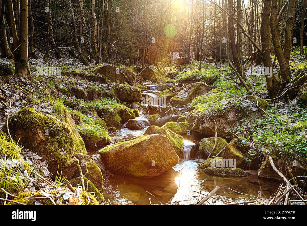 Primeval forest in tropical hi-res stock photography and images - Alamy