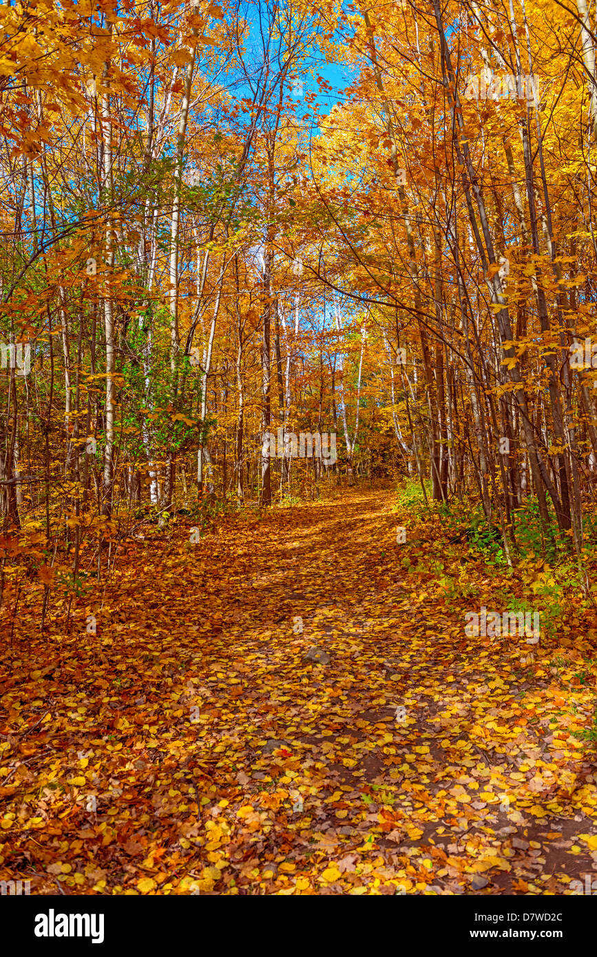 Fall in, Ontario Hilton Falls conservation area Stock Photo - Alamy