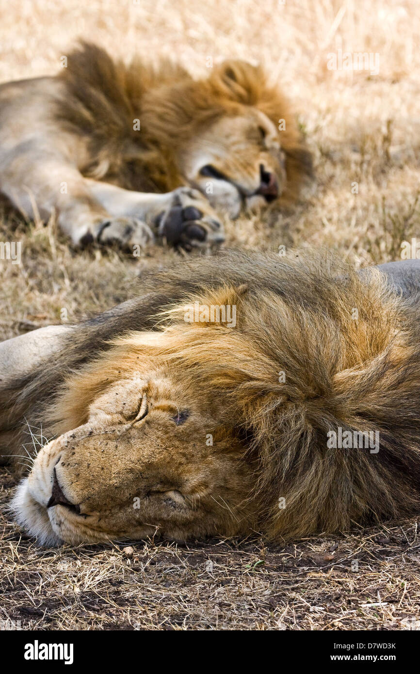 Male lions heads hi-res stock photography and images - Alamy