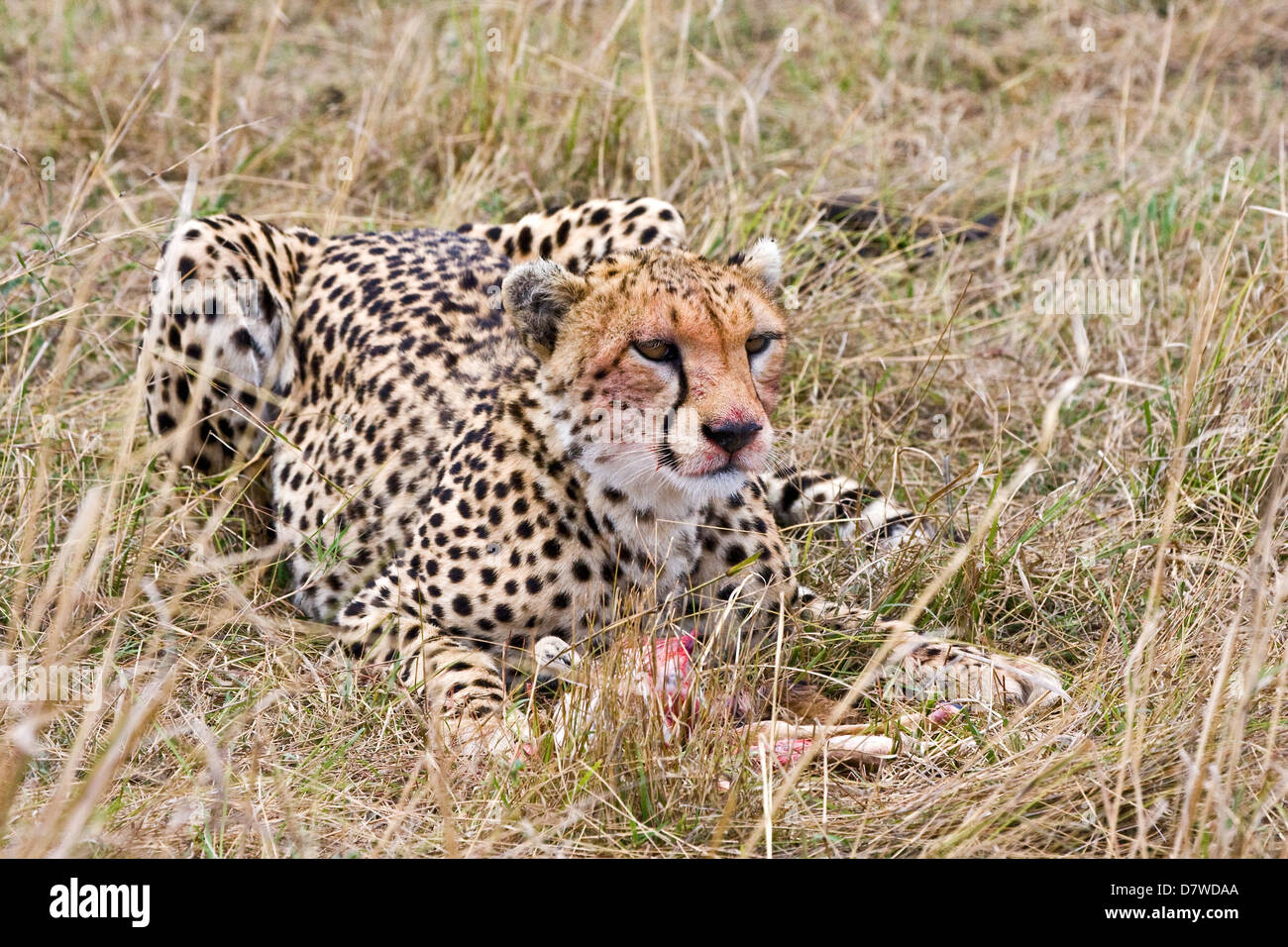 Cheetah carnivore eating mammals hi-res stock photography and images ...